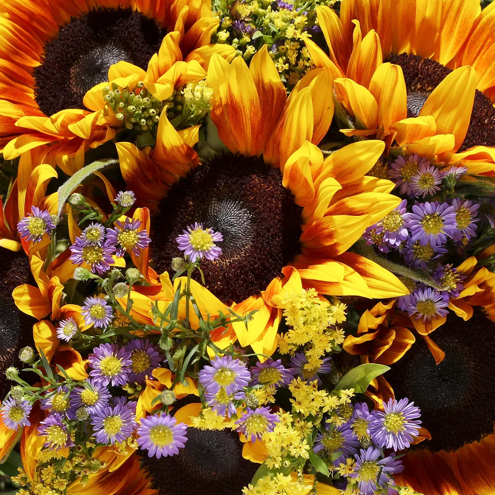 The 100% British Sunflower Special | Hand-tied Flowers | Bloom & Wild