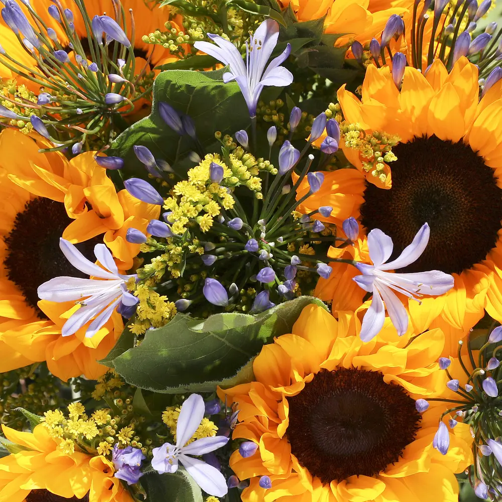 The British Sunflowers Bouquet | Hand-tied Flowers | Bloom & Wild