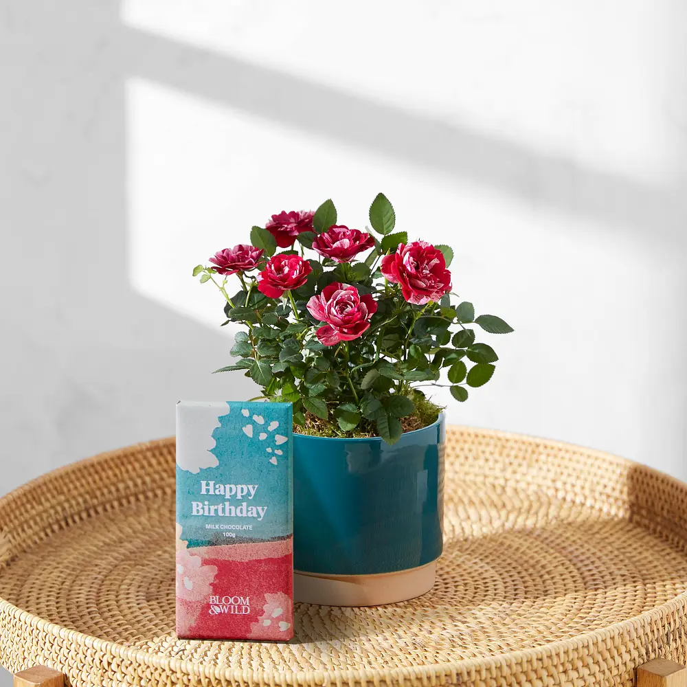 The Birthday Rose Duo | Plant & Gift | Bloom & Wild