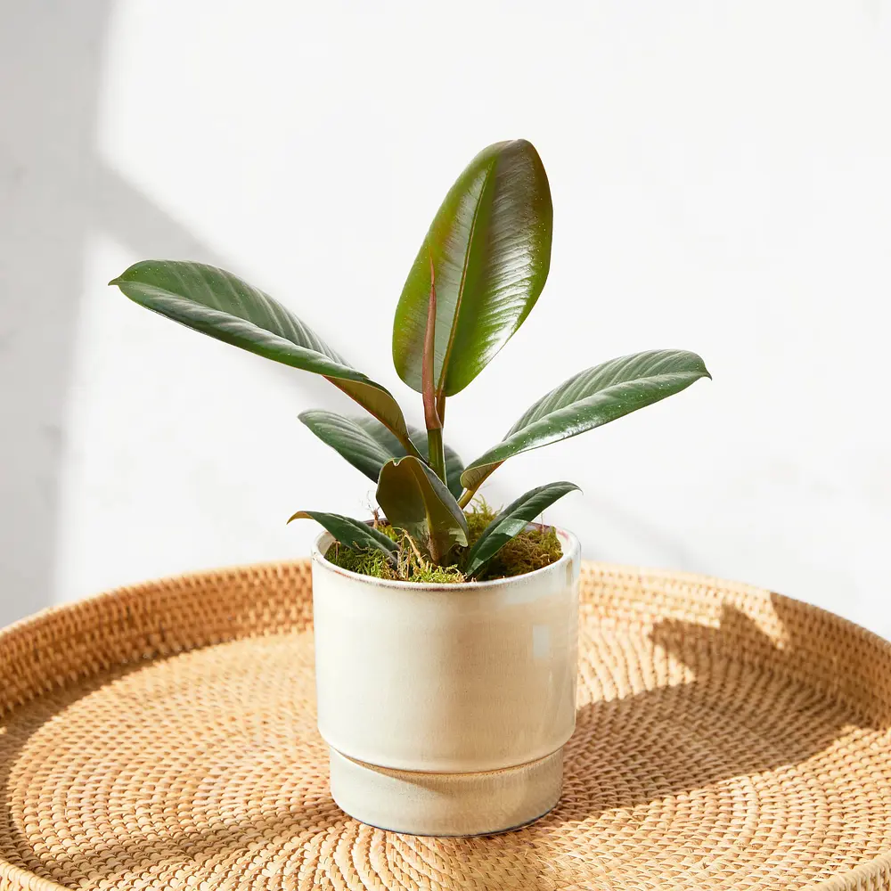 The Green Rubber Plant - Celebration of Life Store by Memoria