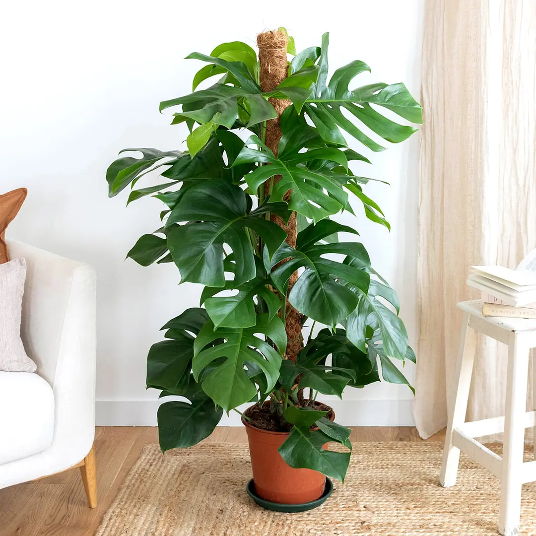 Grünpflanzen bestellen | Bloom & Wild