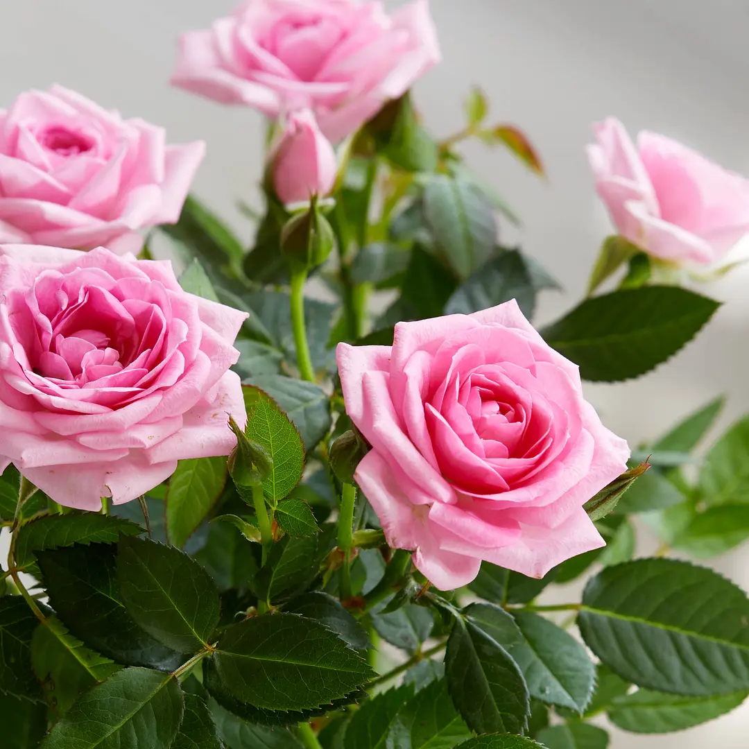 Pflanzen - Bloom & Wild