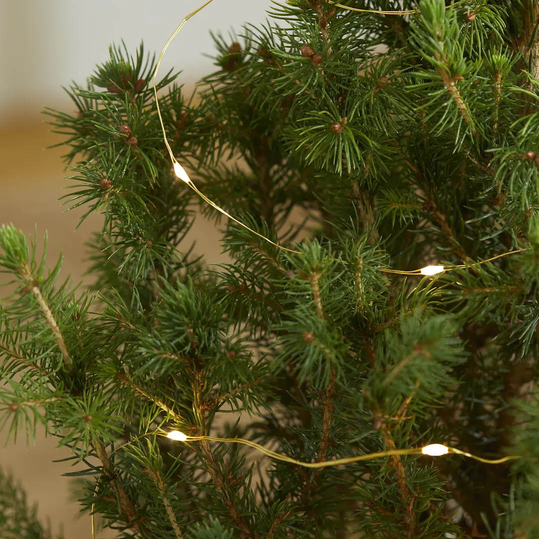 Letterbox Plants - Bloom & Wild