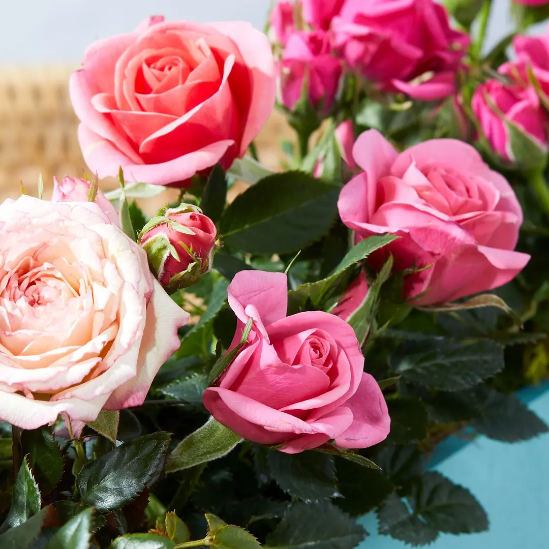 Plant Delivery with Free Next Day Delivery | Bloom & Wild