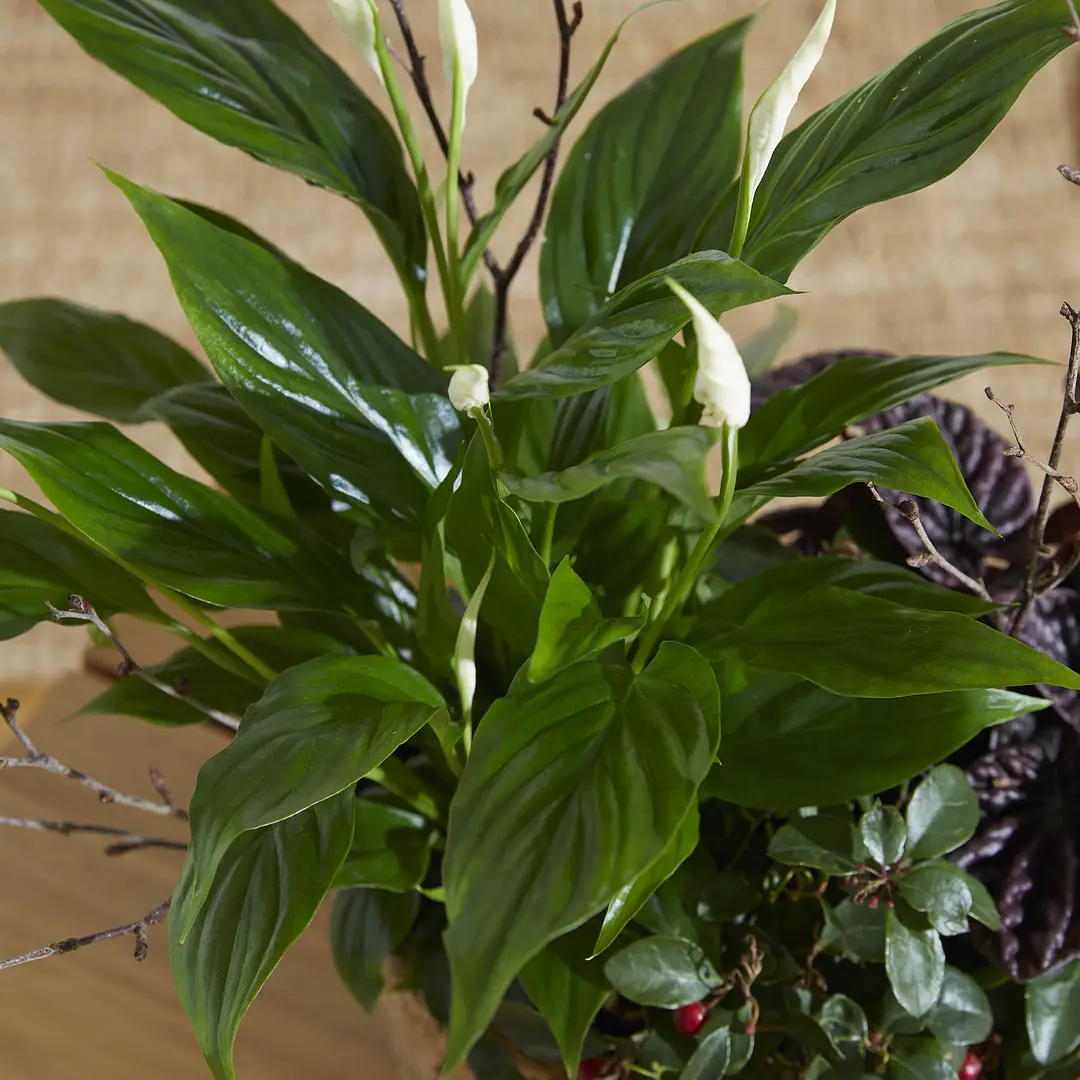 Plant Delivery UK | Free Next Day Delivery | Bloom & Wild