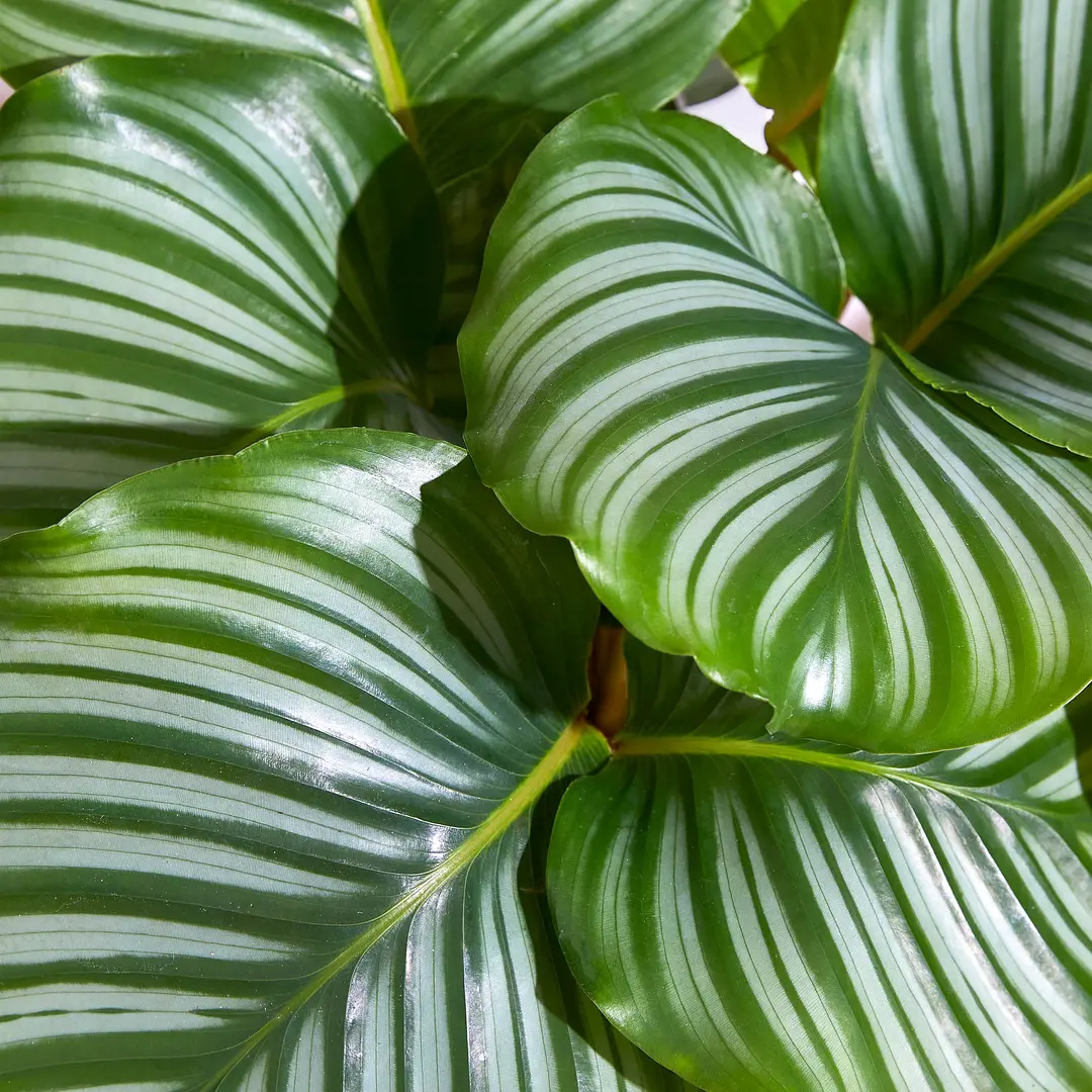 Plant Delivery UK | Free Next Day Delivery | Bloom & Wild