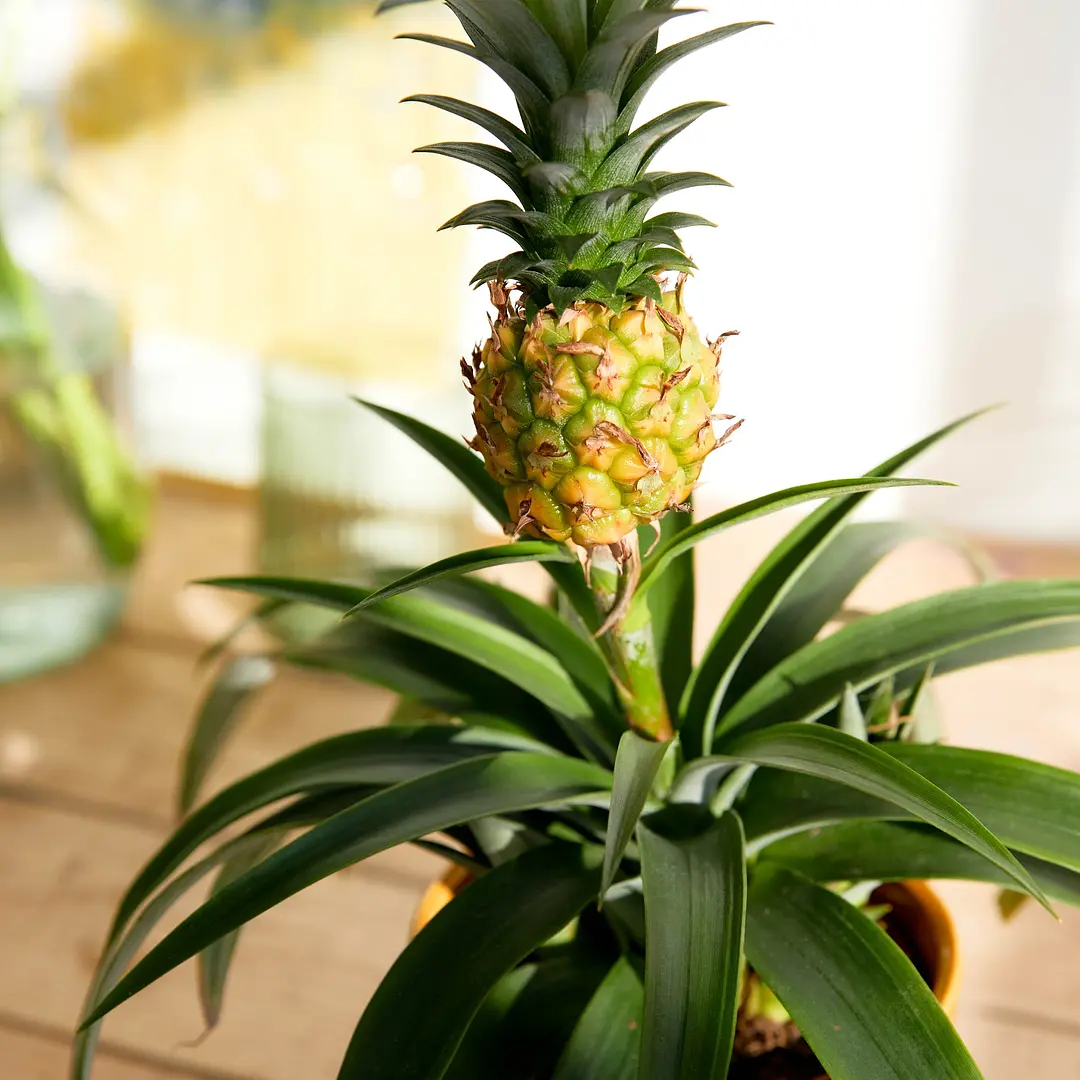 Plant Delivery UK | Free Next Day Delivery | Bloom & Wild