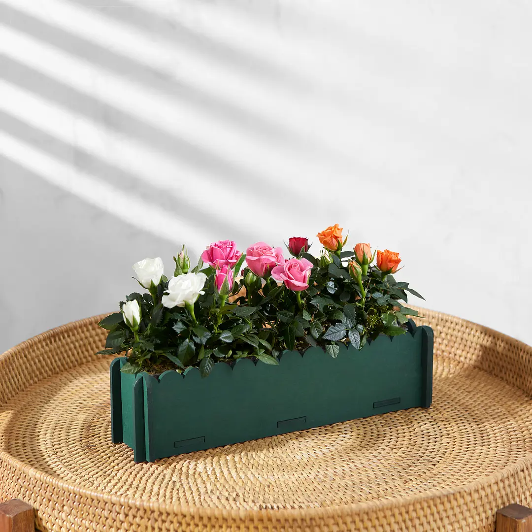 Letterbox Plants - Bloom & Wild