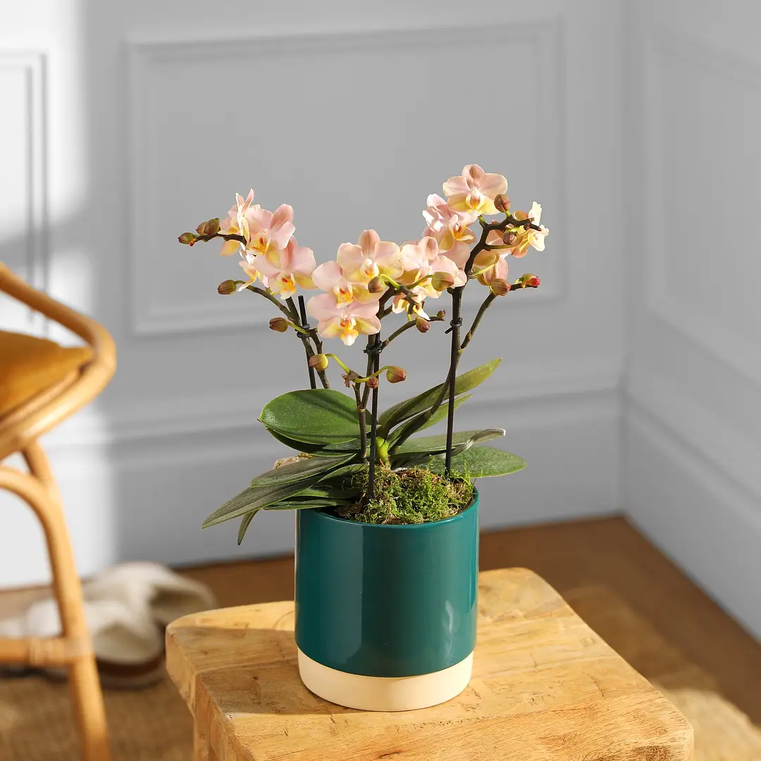 Plants to be delivered store