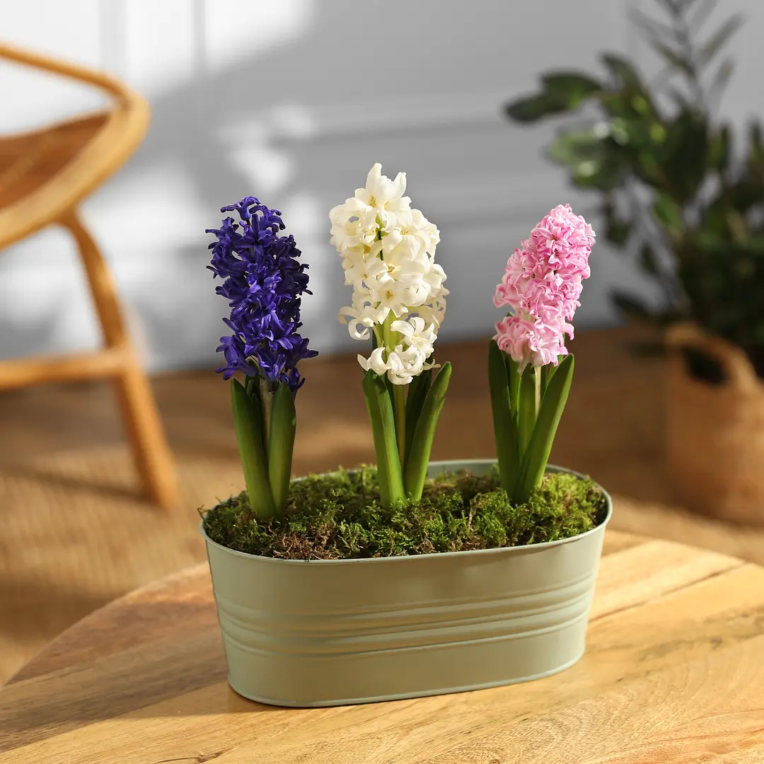 Flowers and plants delivered store