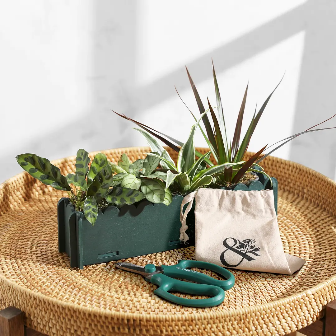 Letterbox Plants by Post | Bloom & Wild